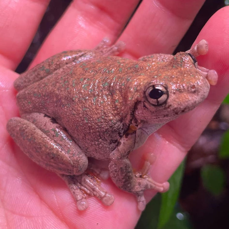 Live Frogs | Australian Native – Nature Pets & Aquariums