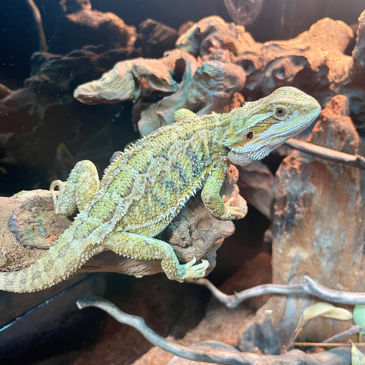 Buy Live Bearded Dragons | Popular & Hardy Pet Reptiles – Nature Pets ...
