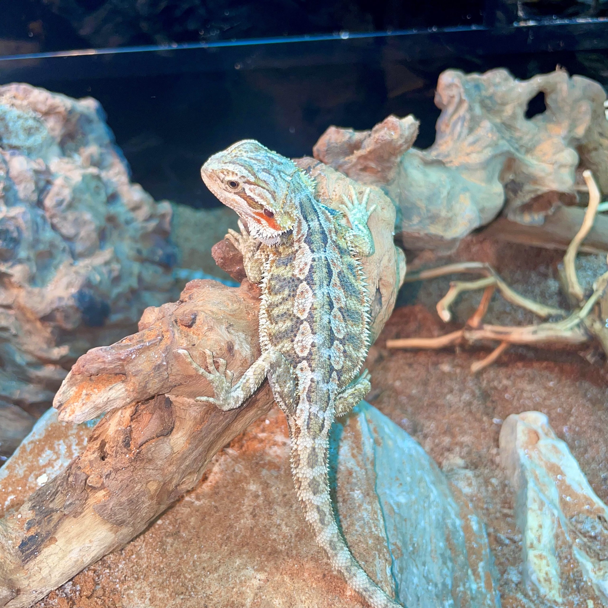 Buy Live Bearded Dragons | Popular & Hardy Pet Reptiles – Nature Pets ...