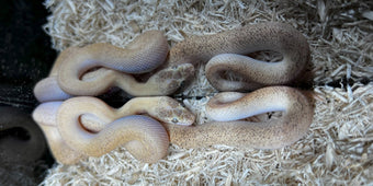 Children's Python Care Guide | Checklist – Nature Pets & Aquariums