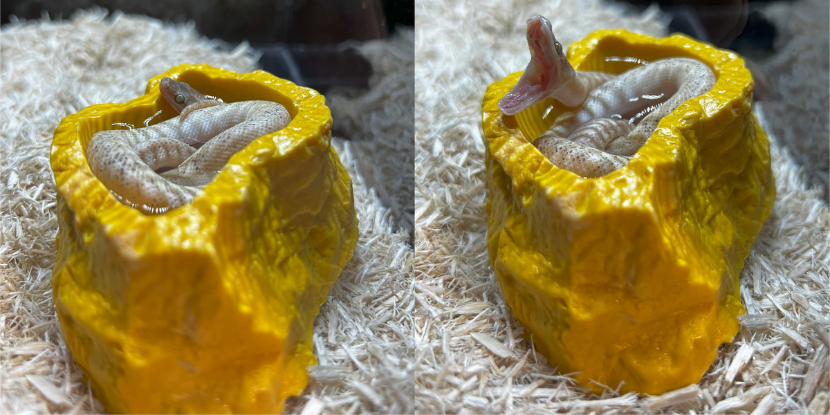 Children's Python Care Guide | Checklist – Nature Pets & Aquariums