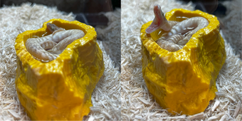 Children's Python Care Guide | Checklist – Nature Pets & Aquariums