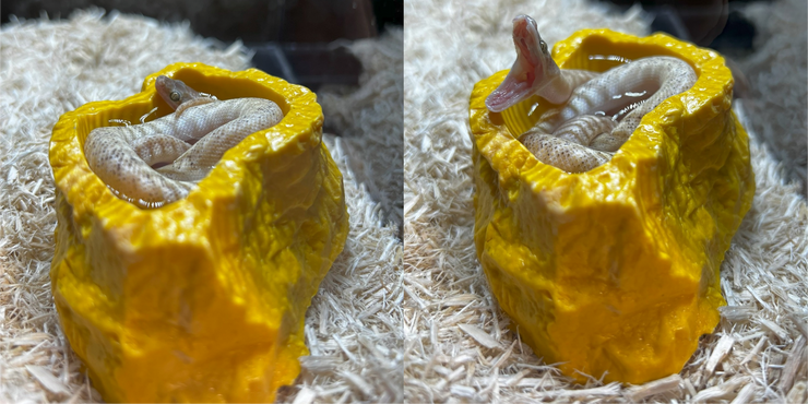 Children's Python Care Guide | Checklist – Nature Pets & Aquariums