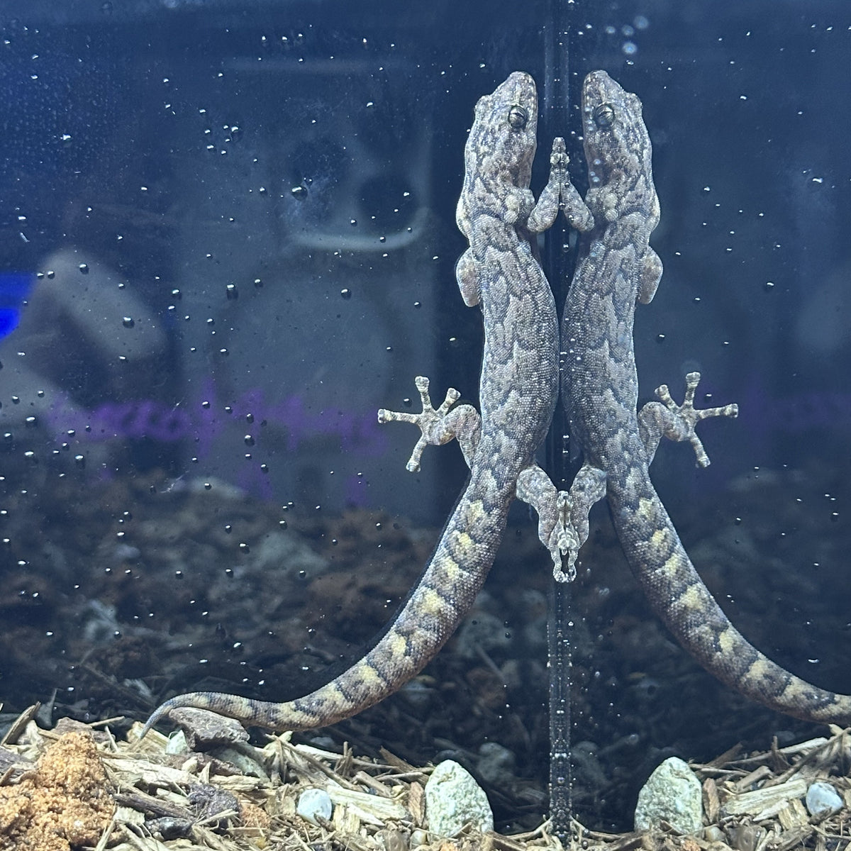 Marbled Gecko – Nature Pets & Aquariums