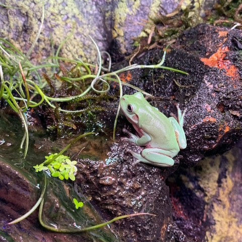 Green Tree Frog Juvenile – Nature Pets & Aquariums