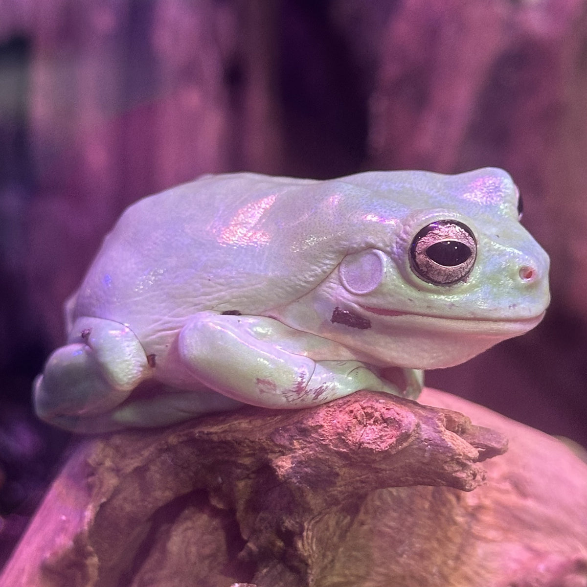 XL Green Tree Frog Adult – Nature Pets & Aquariums
