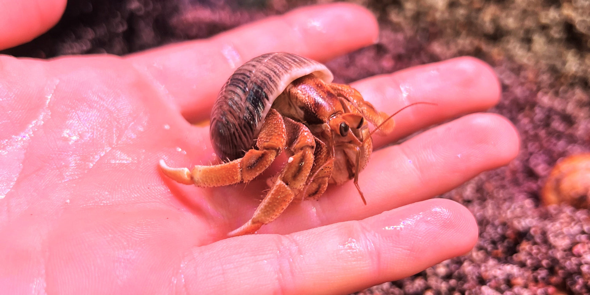 Hermit Crab Care Guide | Checklist – Nature Pets & Aquariums