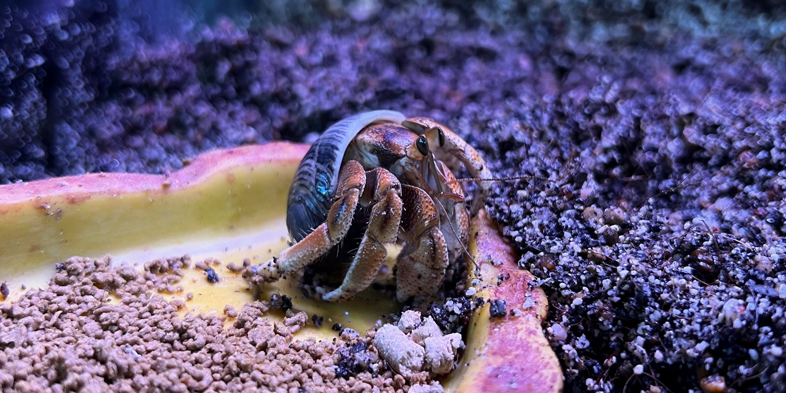 Hermit Crab Care Guide | Checklist – Nature Pets & Aquariums