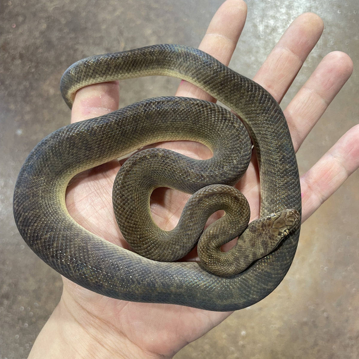 100% Het Marble Childrens Python – Nature Pets & Aquariums