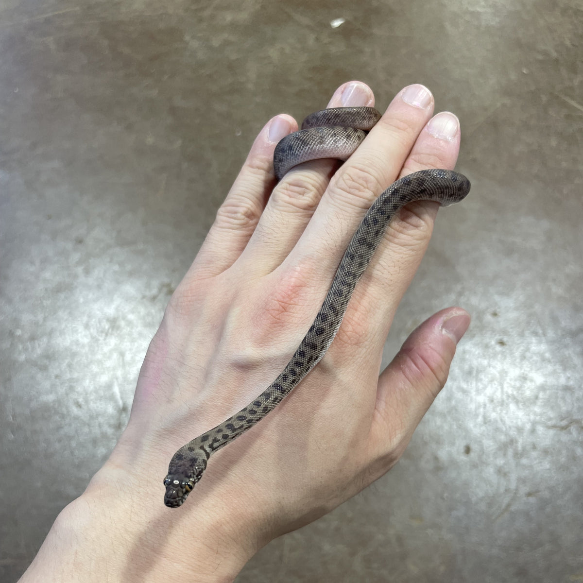 66% Het T+ Marble Childrens Python – Nature Pets & Aquariums