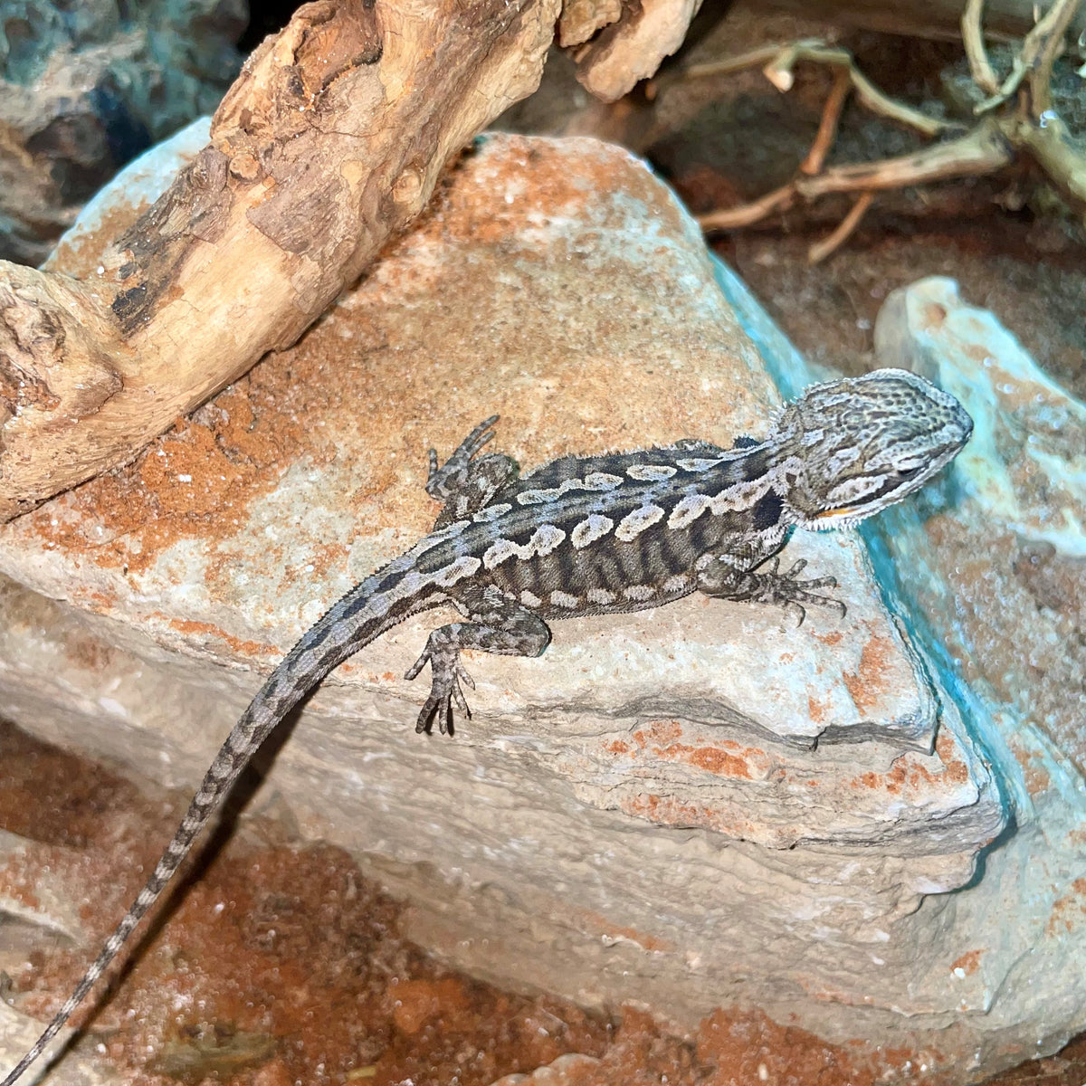 Leatherback Bearded Dragon Juvenile (8cm) – Nature Pets & Aquariums