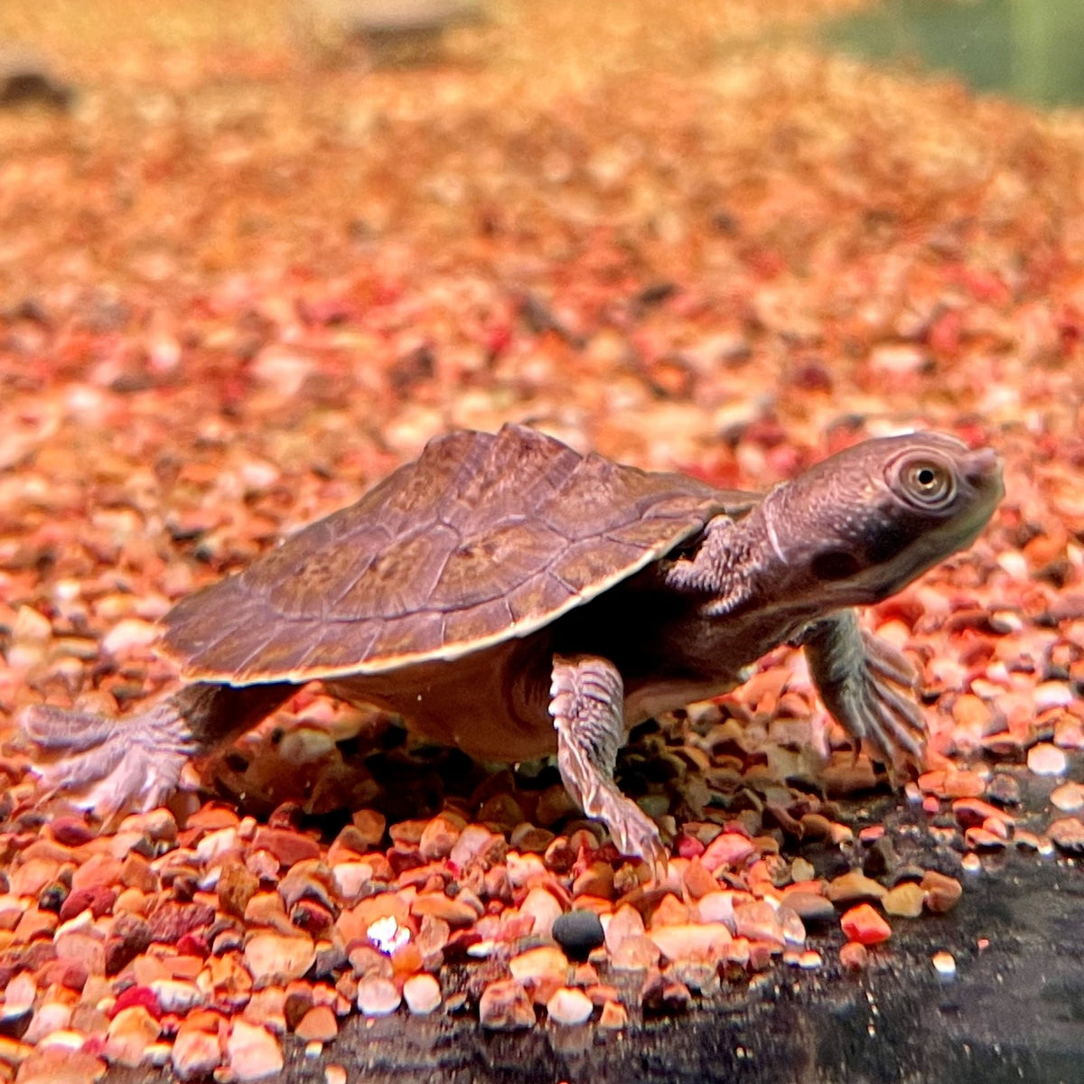 Short Neck Murray River Turtle Juvenile (8-10cm) – Nature Pets & Aquariums
