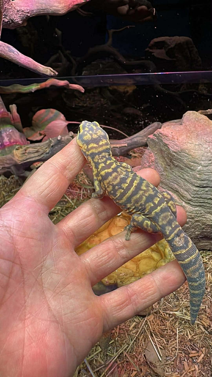Marbled Velvet Gecko – Nature Pets & Aquariums