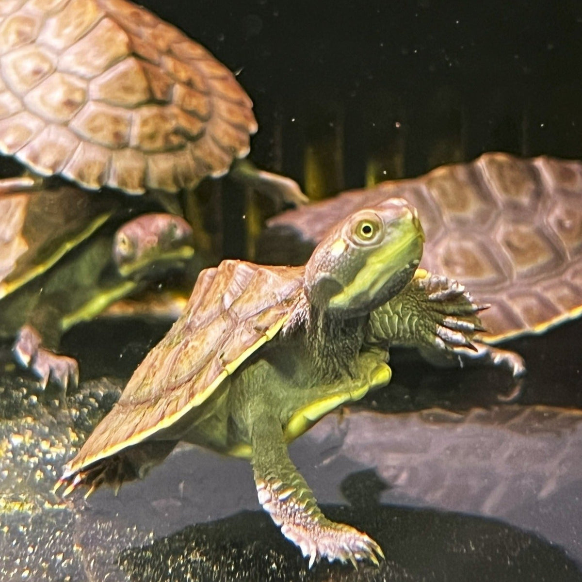 Short Neck Murray River Turtle Juvenile (8-10cm) – Nature Pets & Aquariums