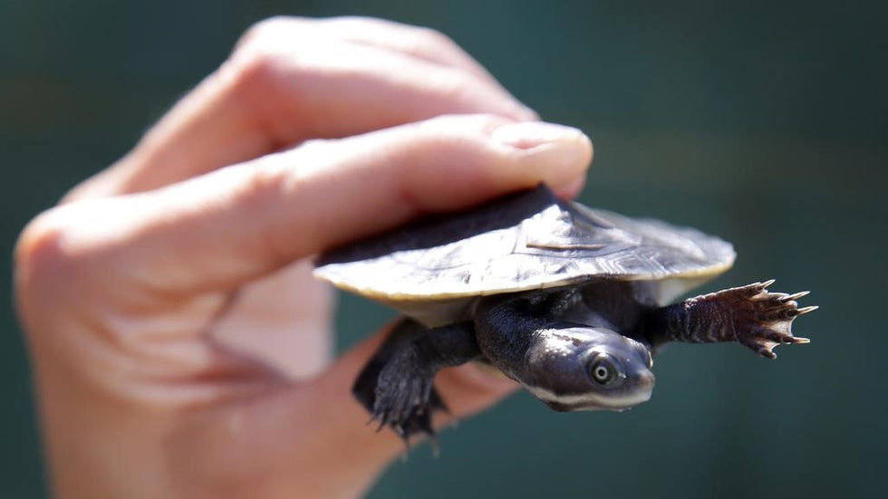 How to care for your pet turtle. Short Neck Murray Turtle Care Guide ...