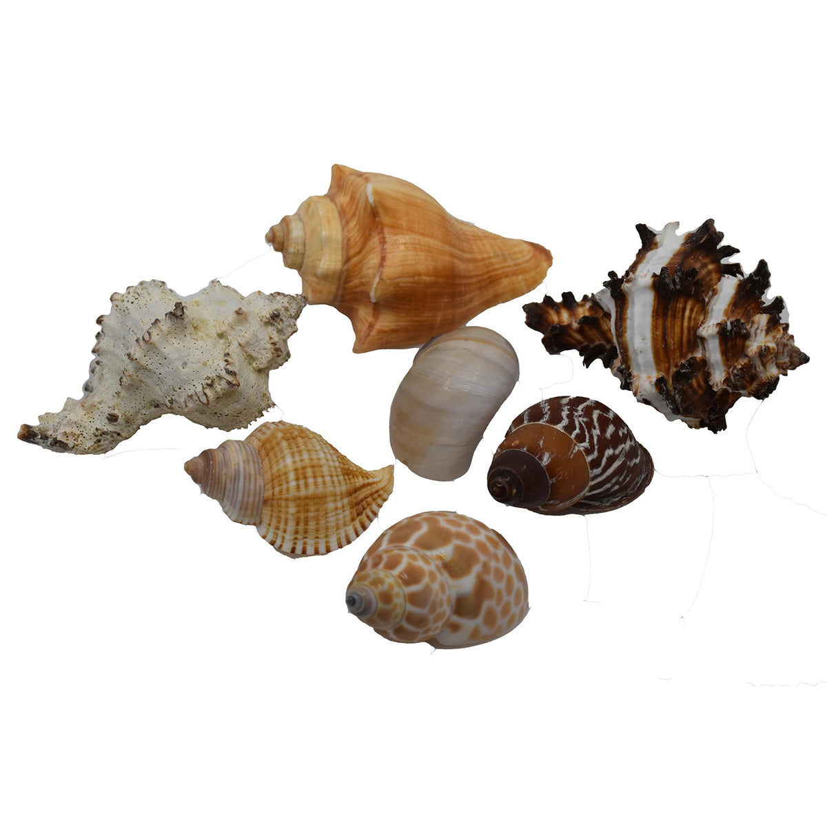 Zoo Med Mixed Fancy Crab Shell – Nature Pets & Aquariums