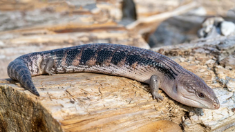 Blue Tongue Lizard Care Guide | A complete habitat checklist. – Nature ...