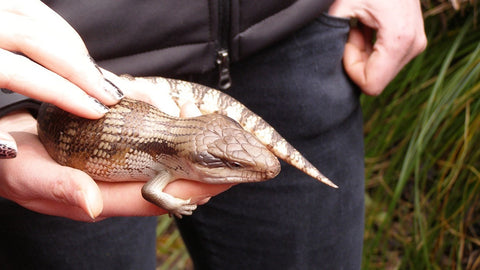 Blue Tongue Lizard Care Guide | A complete habitat checklist. – Nature ...