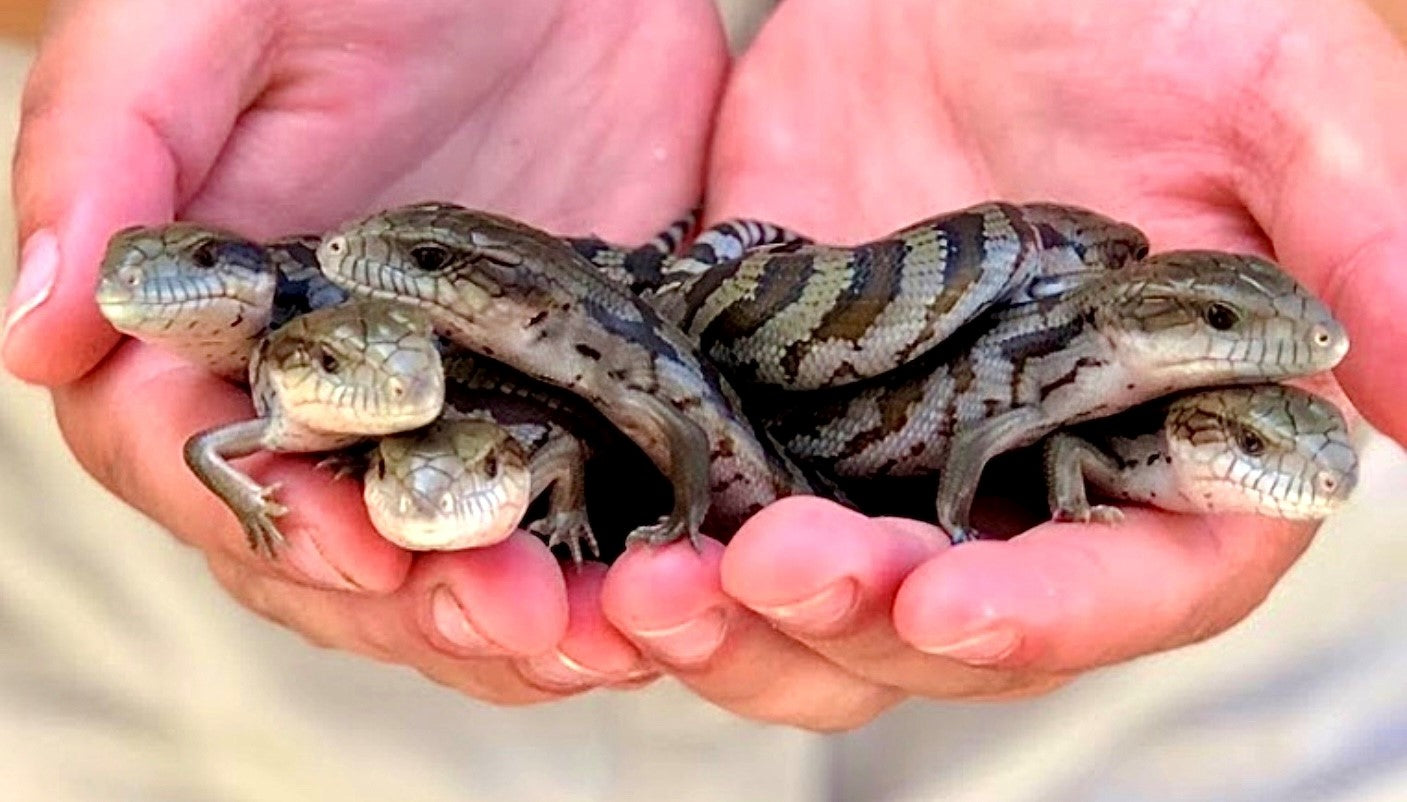 How to care for your Blue Tongue Lizard. A complete habitat checklist ...