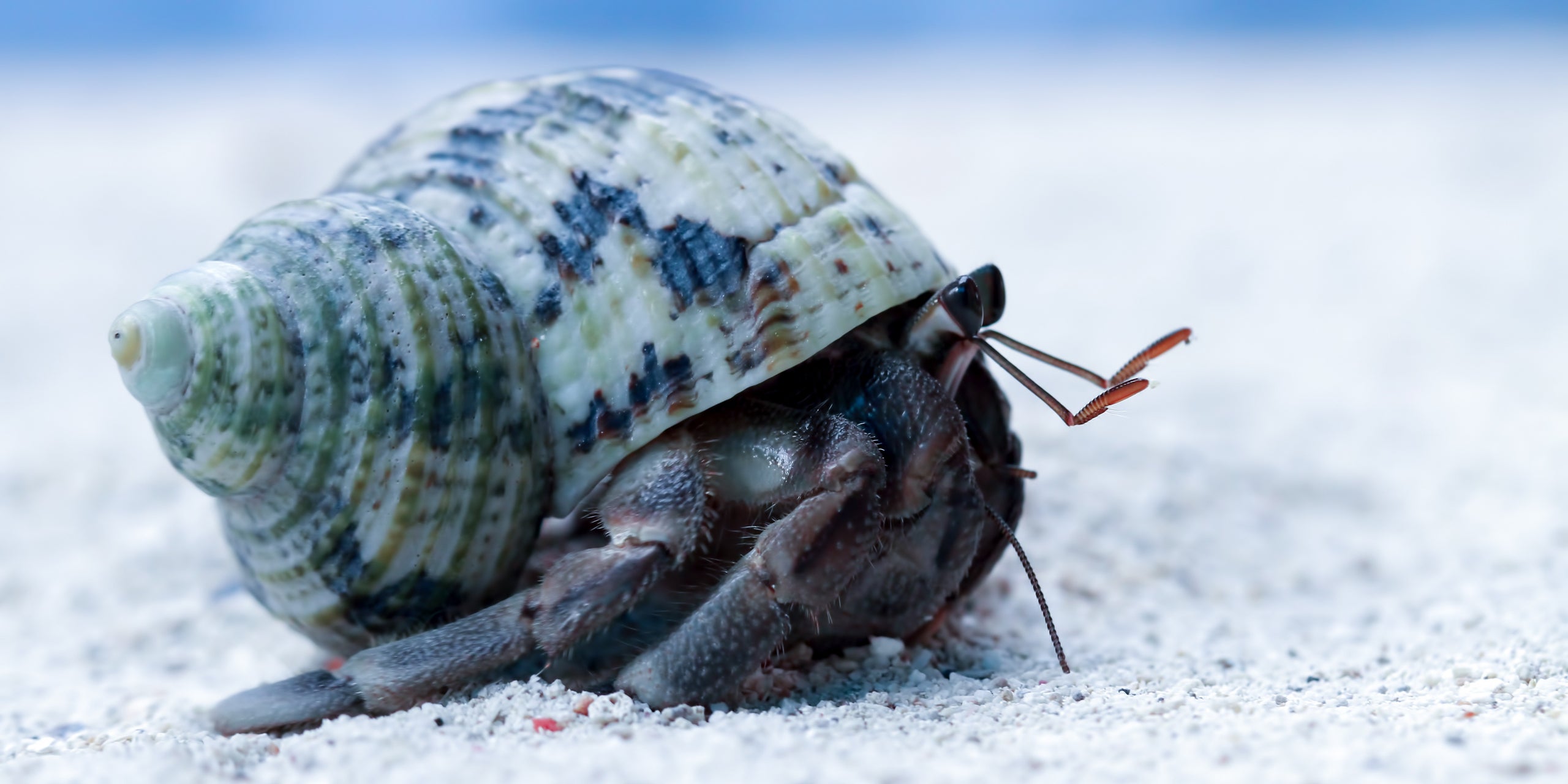 Hermit Crab Care Guide | Checklist – Nature Pets & Aquariums
