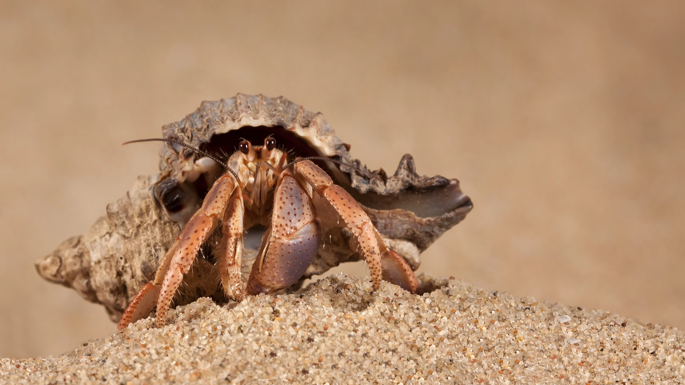 Hermit Crab Care Guide | Checklist – Nature Pets & Aquariums